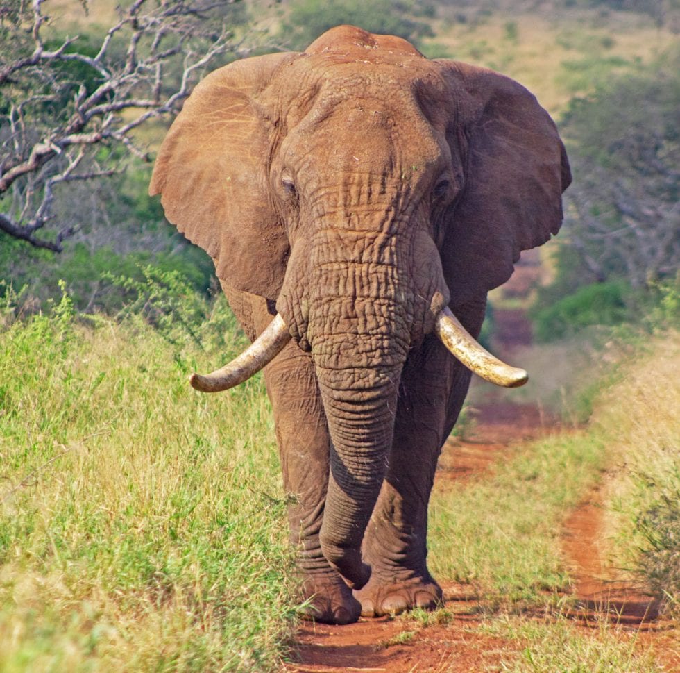 Manyoni Private Game Reserve | Bayete Zulu Lodge