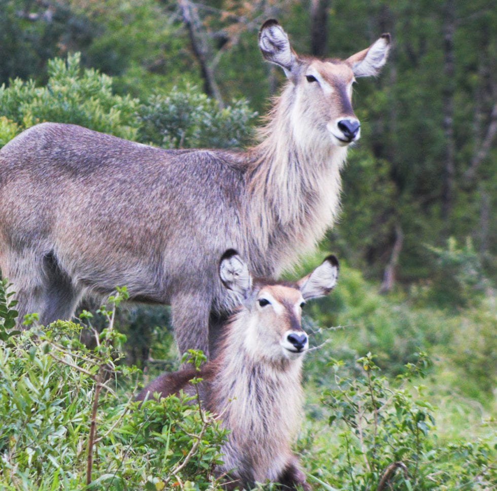 Manyoni Private Game Reserve | Bayete Zulu Lodge