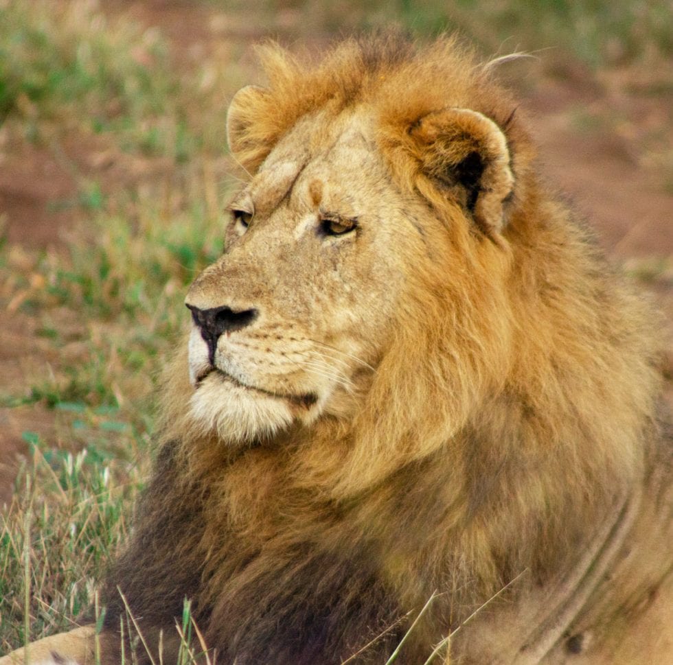 Manyoni Private Game Reserve | Bayete Zulu Lodge