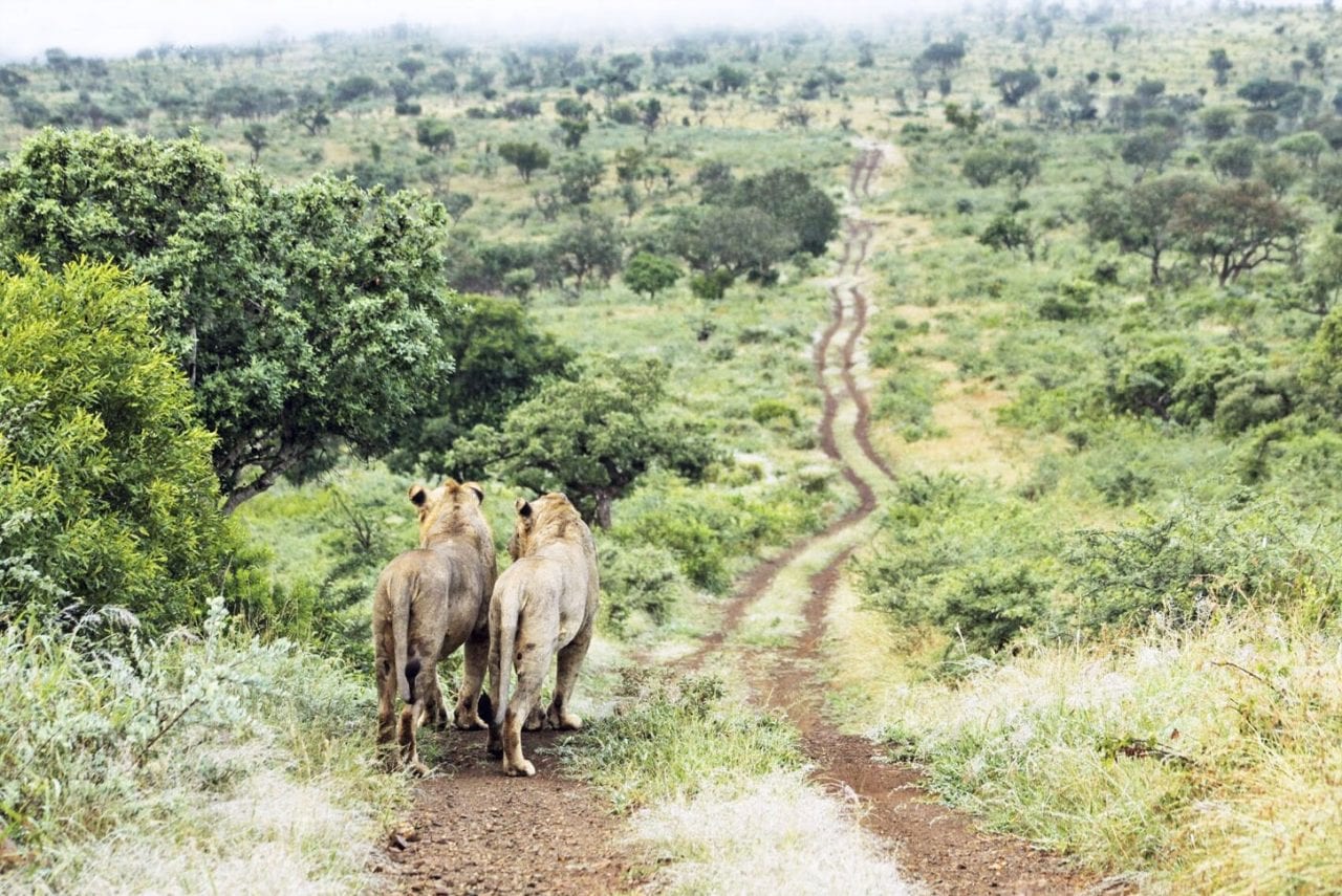 Manyoni Private Game Reserve | Bayete Zulu Lodge