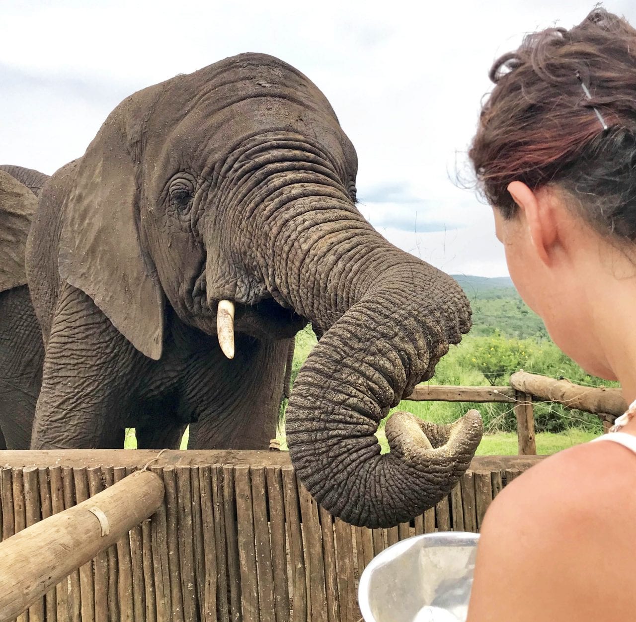 Elephant Connections – Be Humbled by Gentle Giants