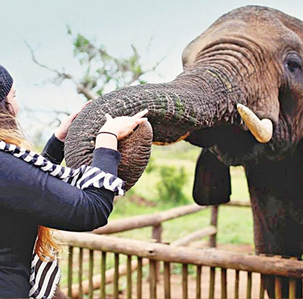 Elephant Connections – Be Humbled by Gentle Giants