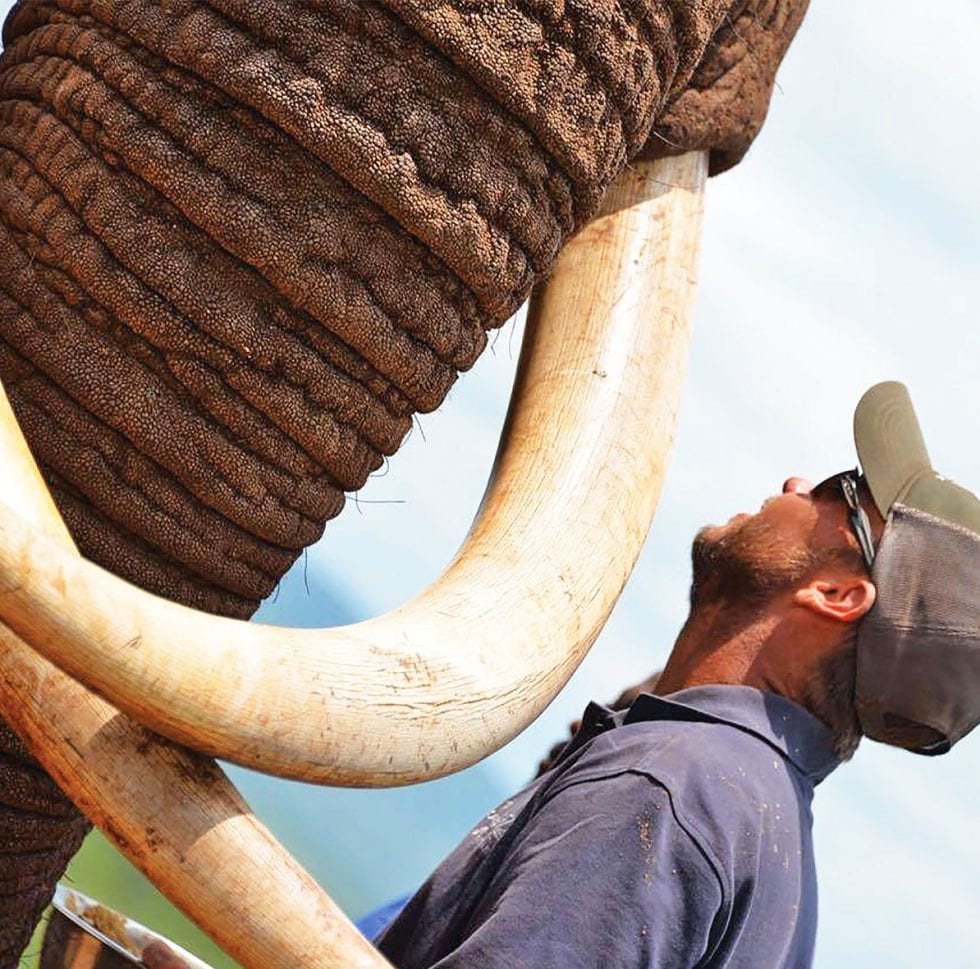 Elephant Connections – Be Humbled by Gentle Giants