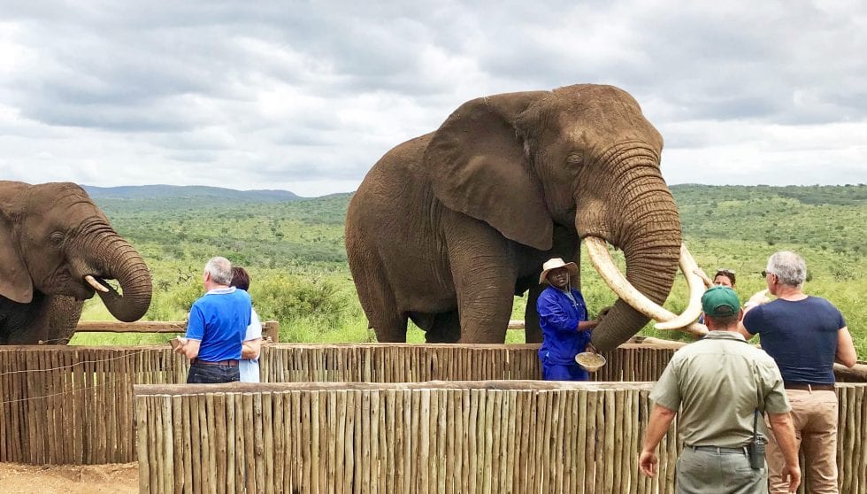 Elephant Connections – Be Humbled by Gentle Giants